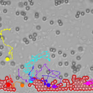 Publications – Soft Active Matter Lab