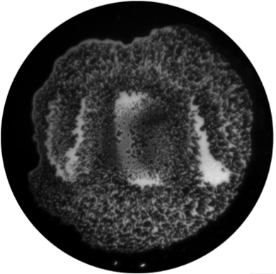 Publications – Soft Active Matter Lab