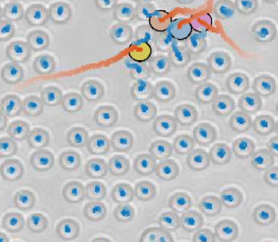 Publications – Soft Active Matter Lab