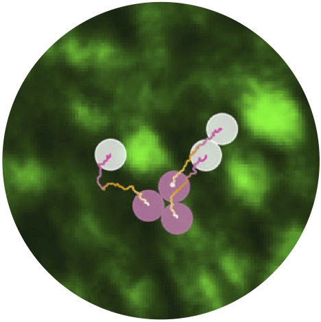 Soft Active Matter Lab